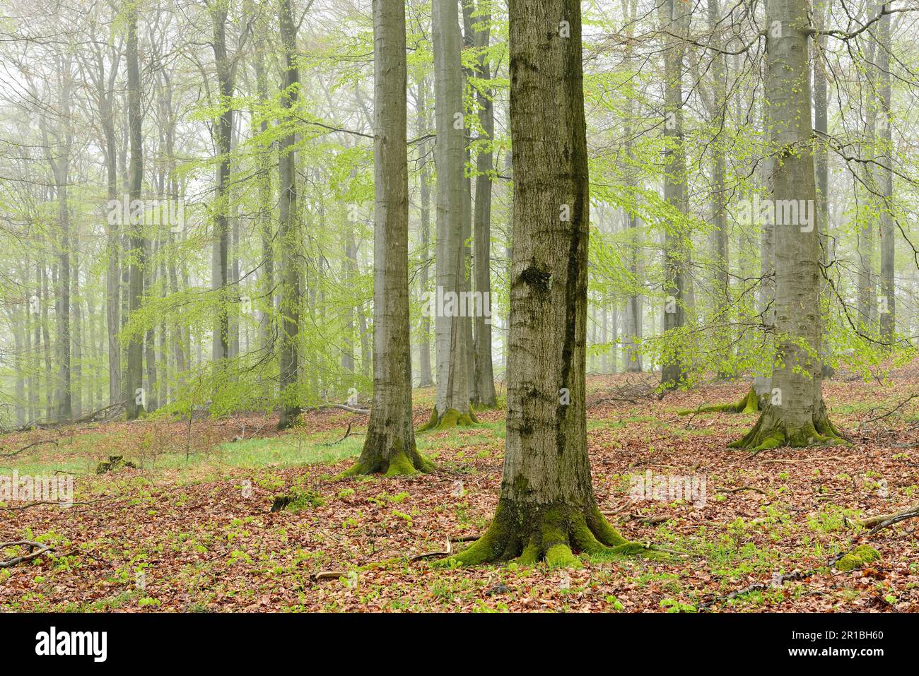 Beech forest with mist in early spring, first fresh green foliage ...