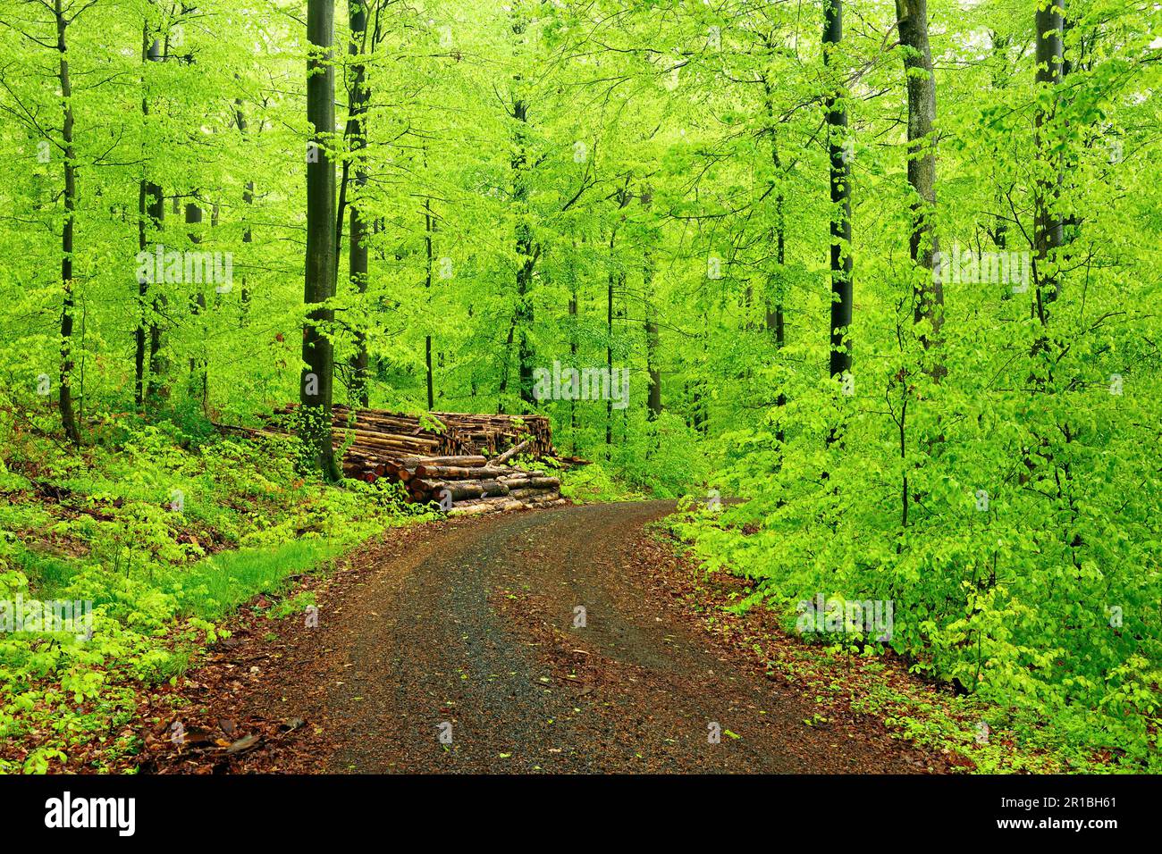 Forest road through natural beech forest in spring, fresh green, wood ...