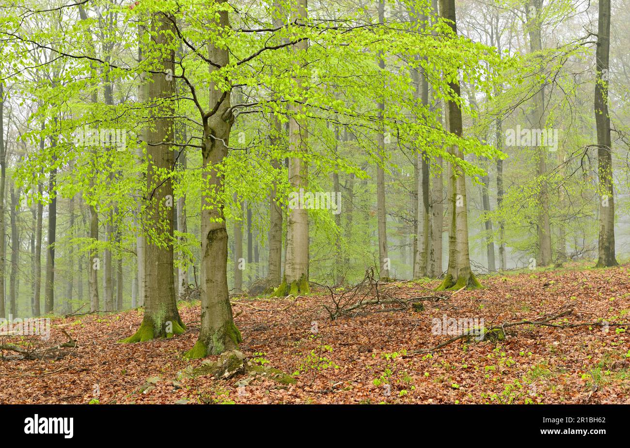 Beech forest with mist in early spring, first fresh green foliage ...