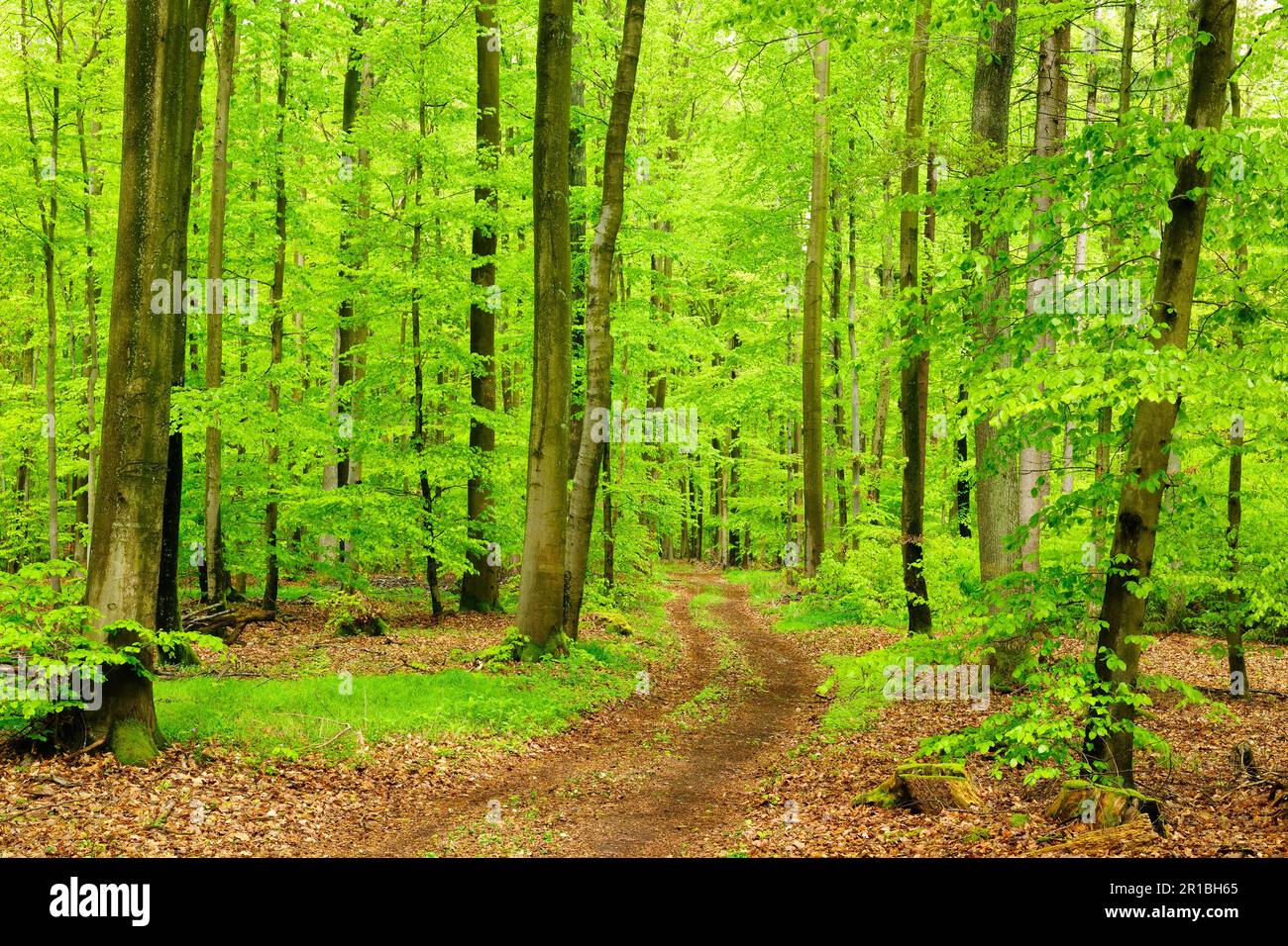 Hiking trail through natural beech forest in spring, fresh green, large ...