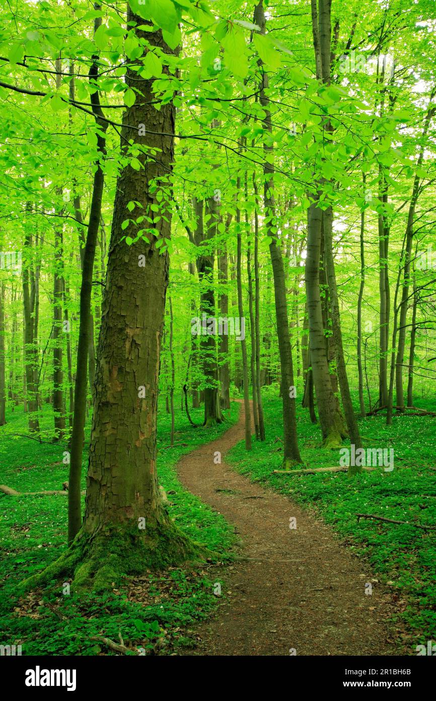 Hiking trail winds through near-natural beech forest in spring, fresh ...
