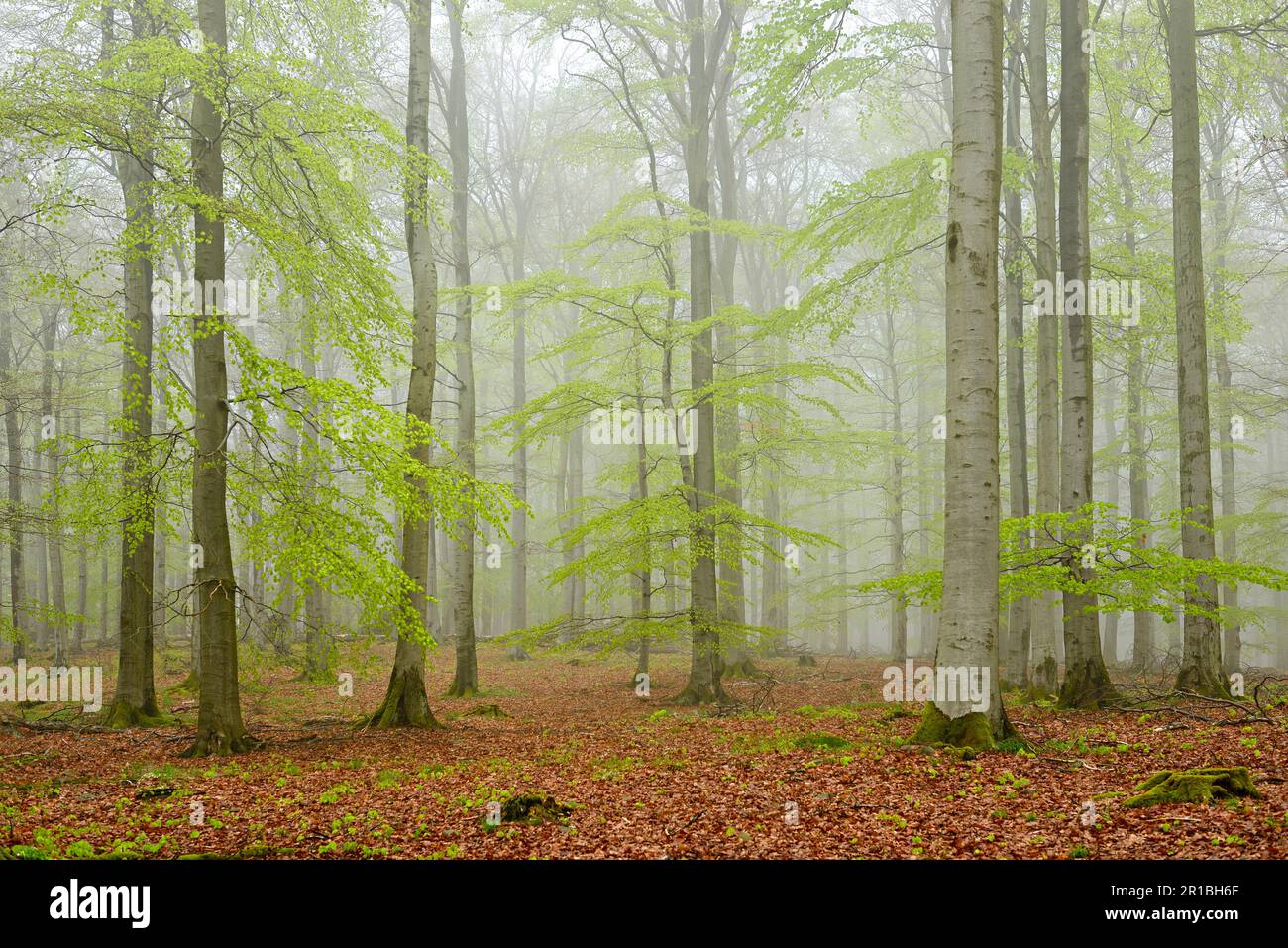 Beech forest with mist in early spring, first fresh green foliage ...