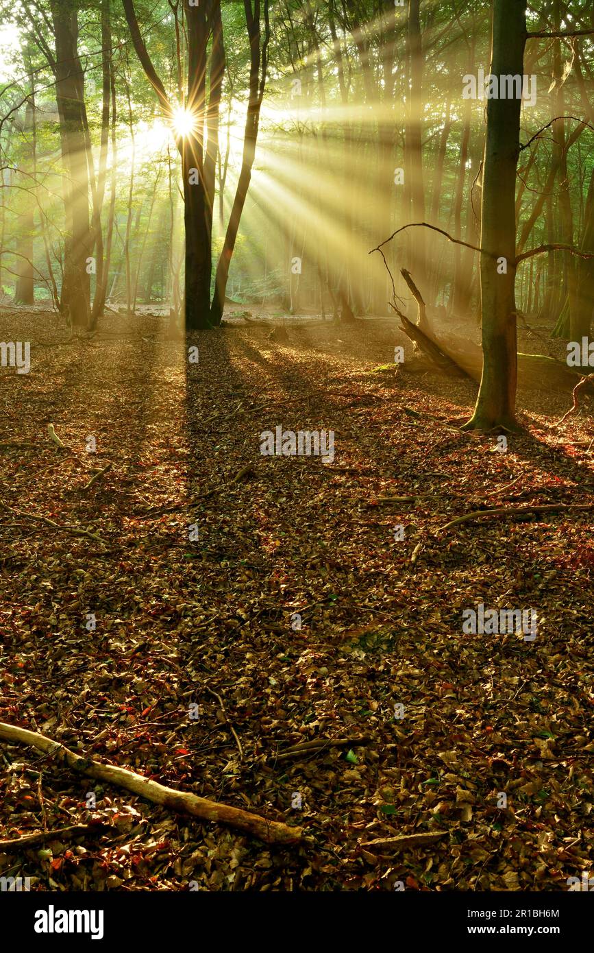 Long shadows on ground hi-res stock photography and images - Alamy