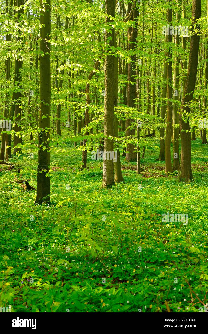 Sunny untouched natural beech forest in spring, fresh green foliage ...