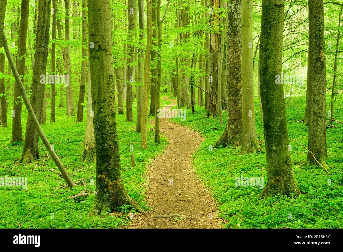 Hiking trail winds through semi-natural beech forest in spring, fresh ...