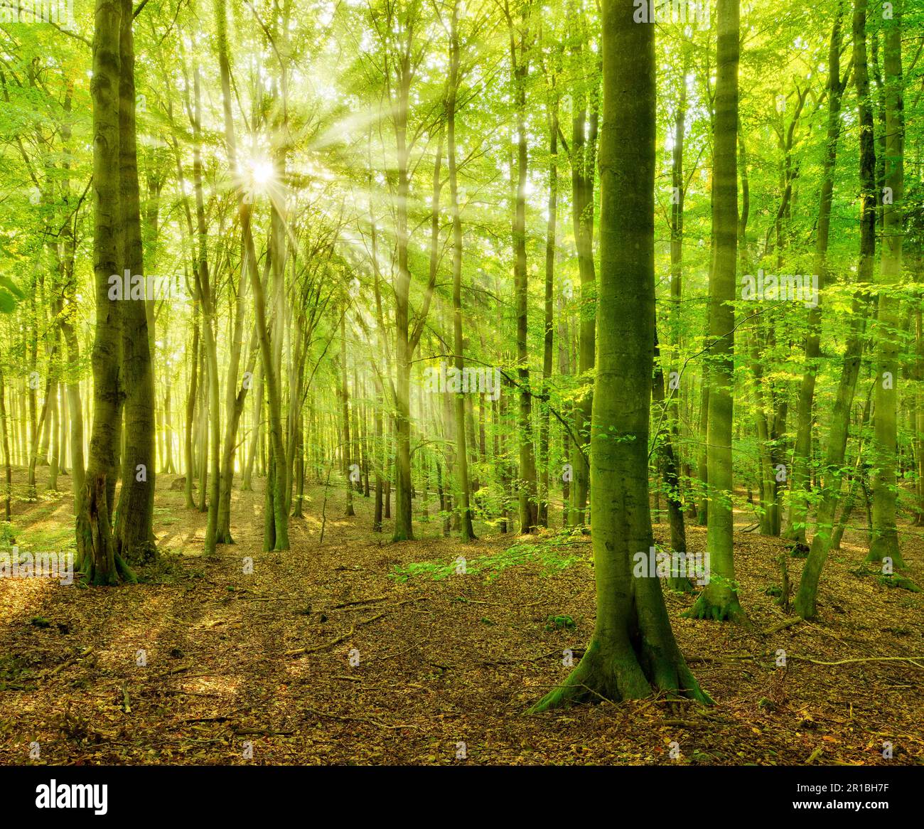 Untouched beech forest flooded with light, sun shining through mist ...