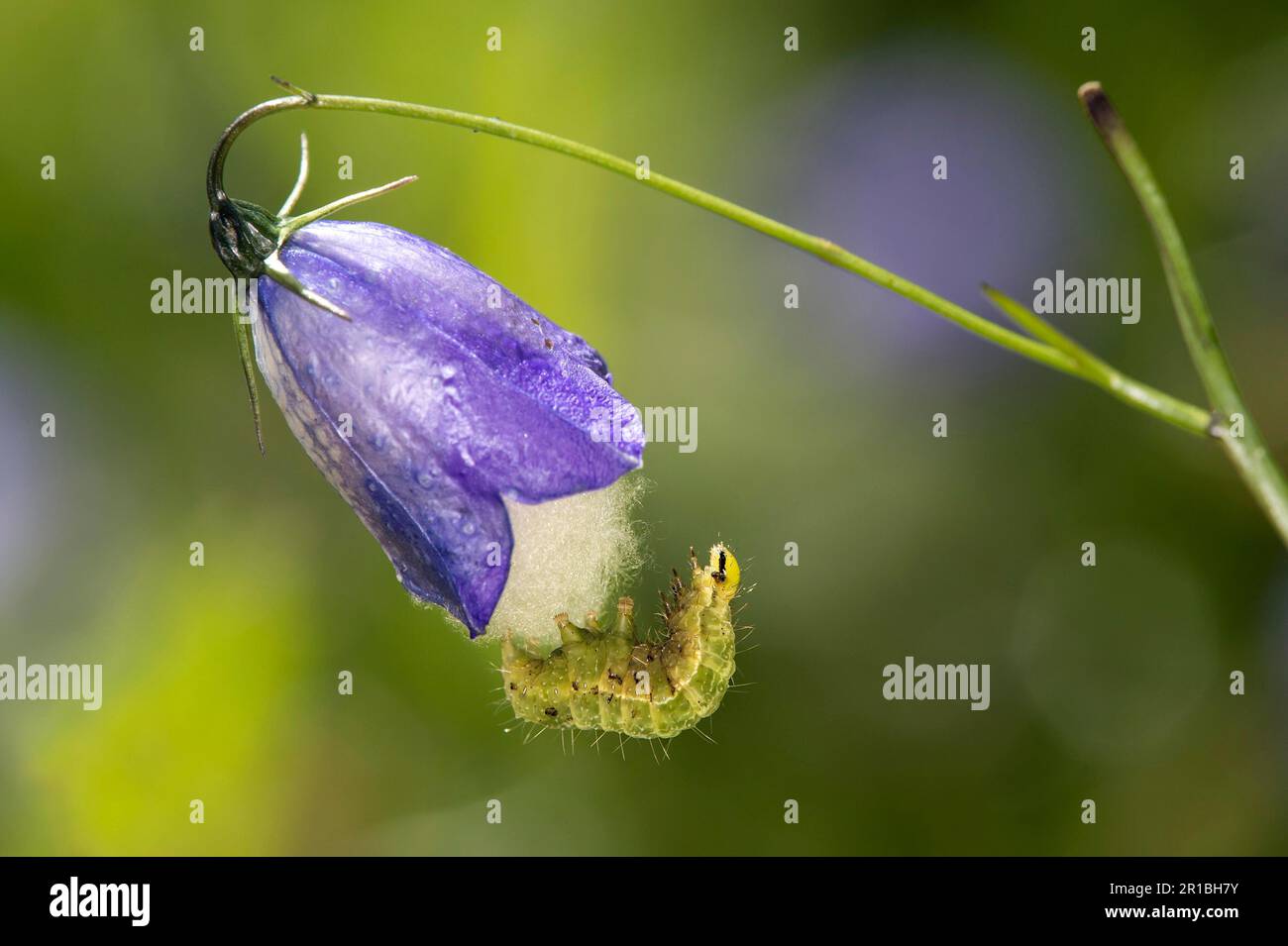 Silver y moth caterpillar hi-res stock photography and images - Alamy