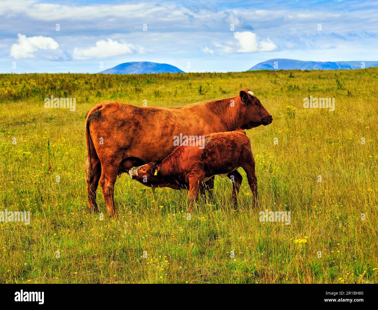 Cow and calf islands hi-res stock photography and images - Alamy