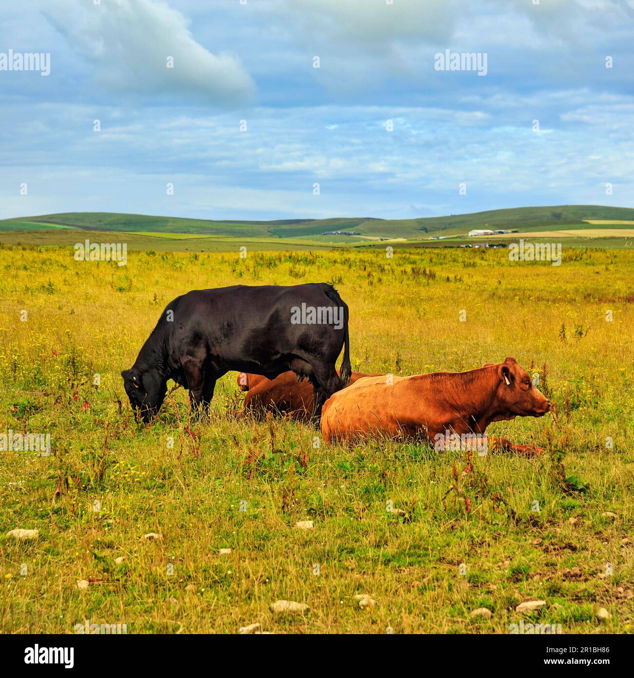 Domestic cattle in a pasture, Mainland, Orkney Islands, Scotland, Great ...