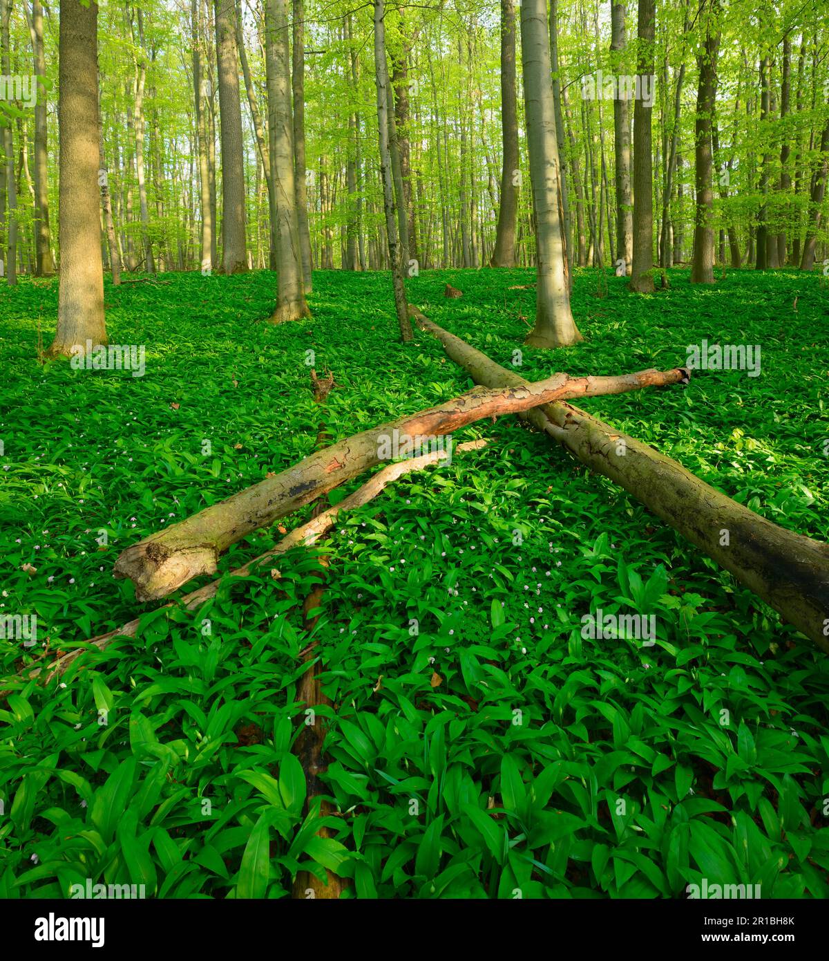Sunny untouched natural beech forest in spring, fresh green foliage ...