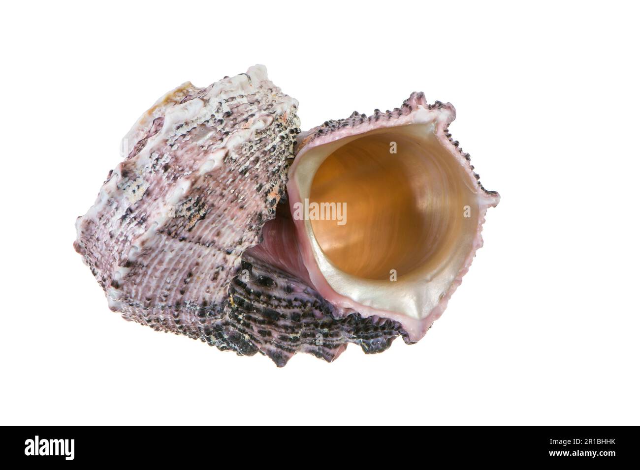 Seashell detail Cut Out Stock Images & Pictures - Alamy