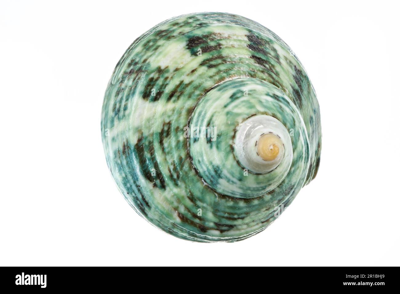 Macro of a snail shell isolated on white Stock Photo - Alamy