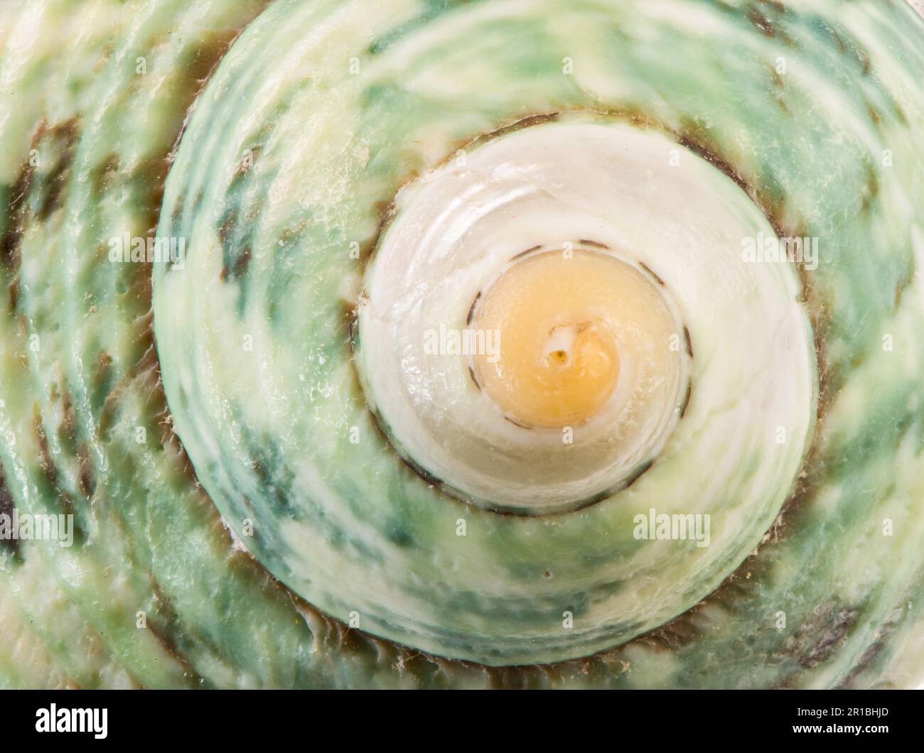 Abstract snail shell macro background Stock Photo - Alamy