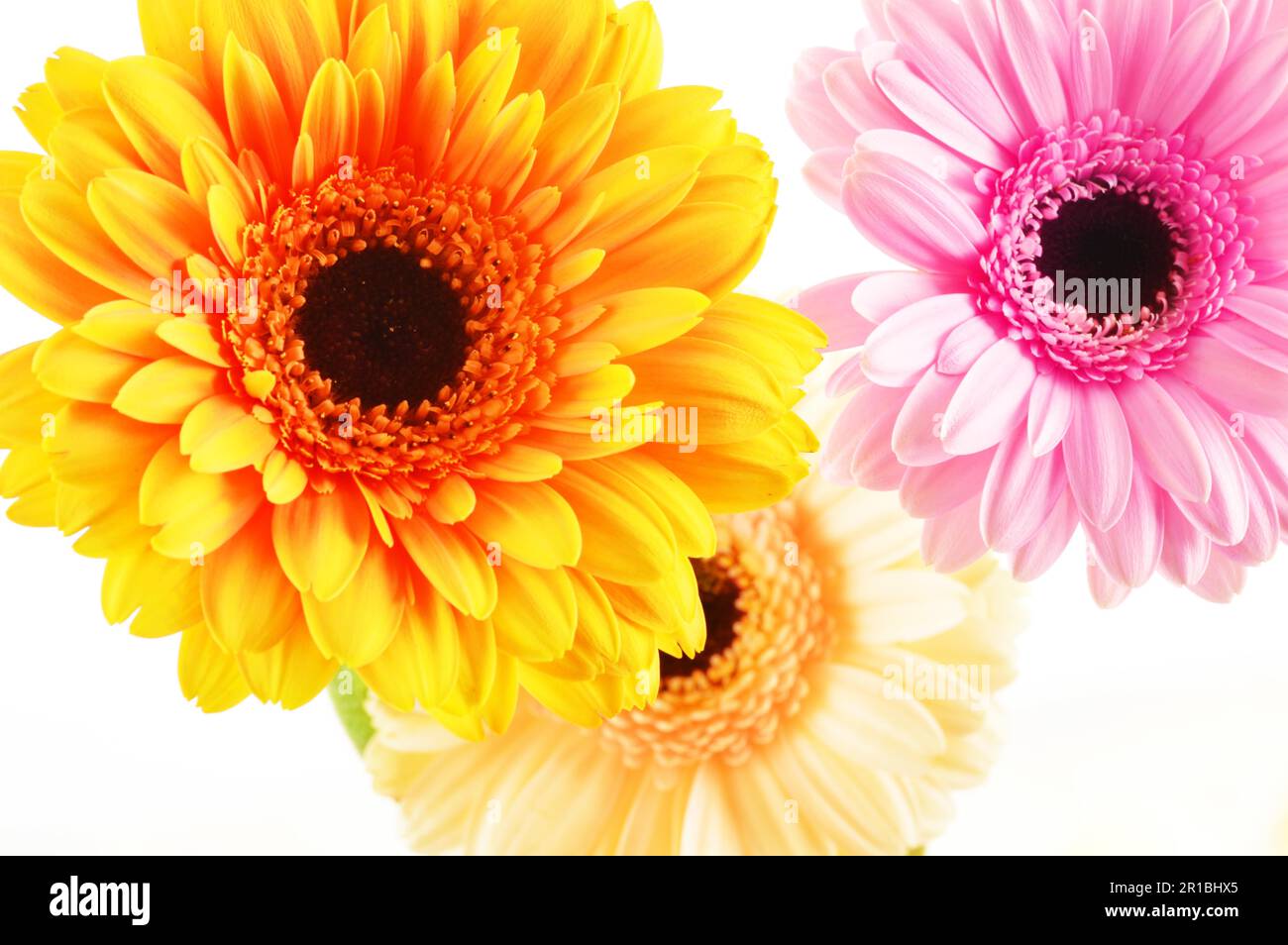 Composition with three gerberas isolated on white background Stock ...