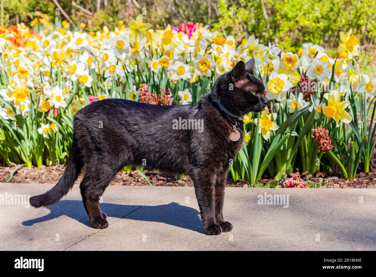 Sunny view of many flower blossom with a black cat in Tulsa Botanic ...