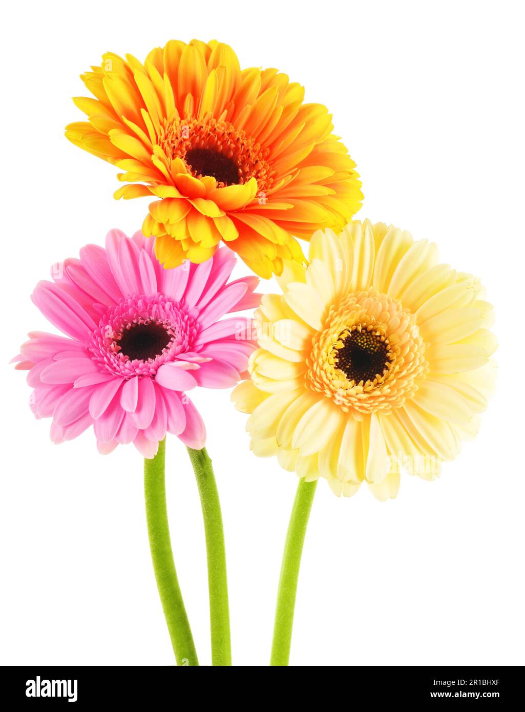 Composition with three gerberas isolated on white background Stock ...
