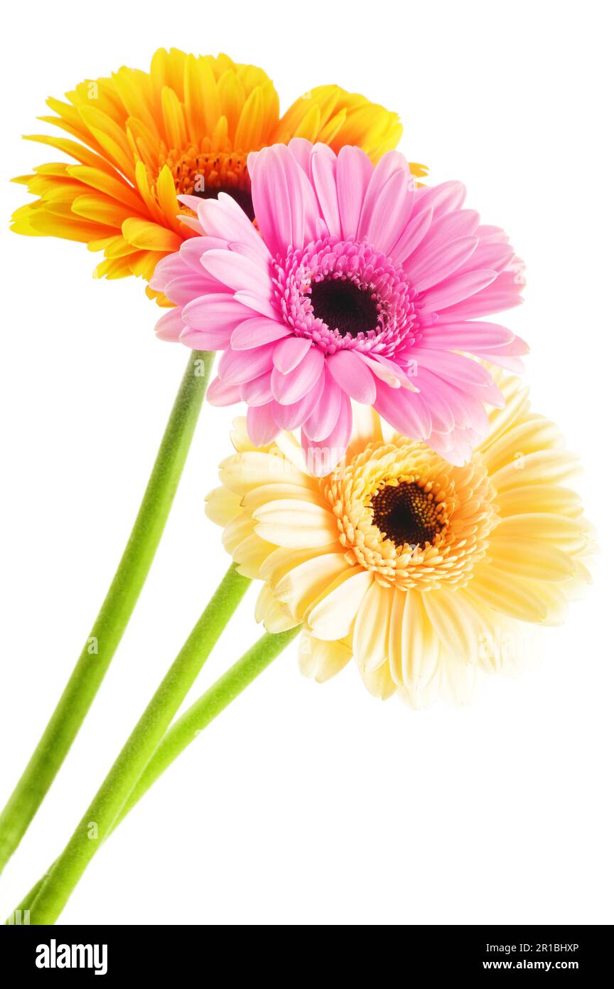 Composition with three gerberas isolated on white background Stock ...