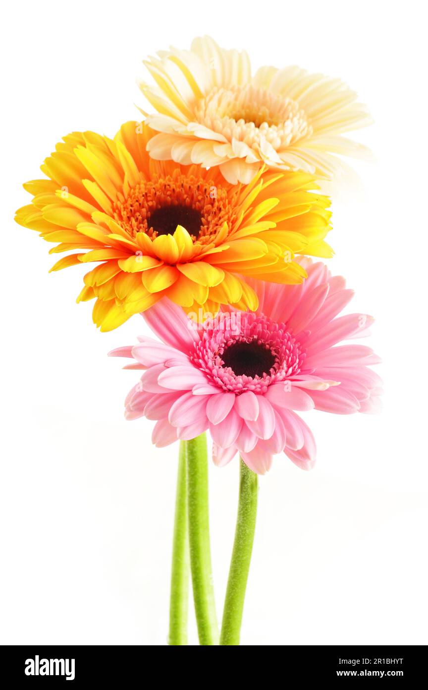 Composition with three gerberas isolated on white background Stock ...