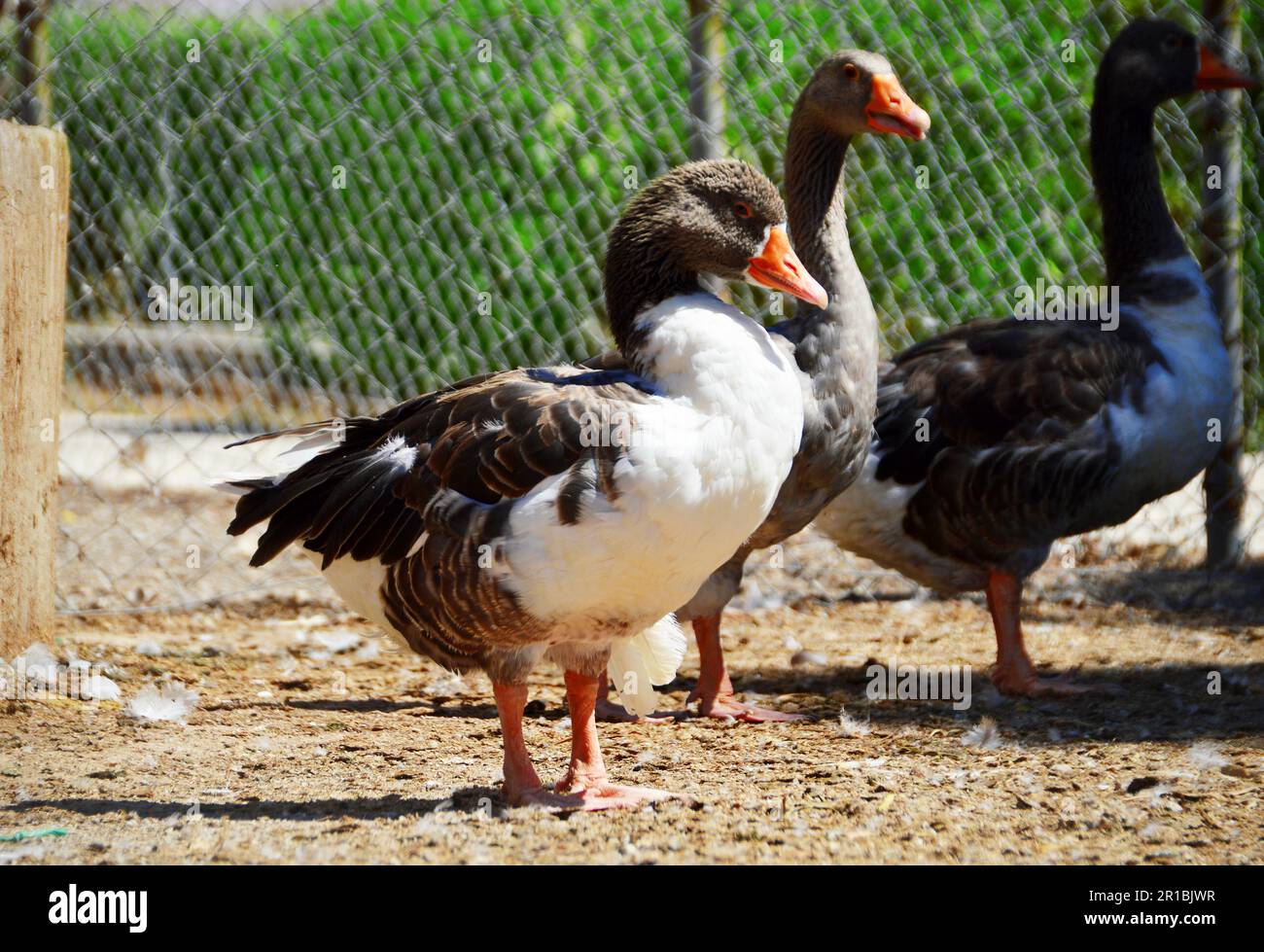 Duck house farm hi-res stock photography and images - Alamy