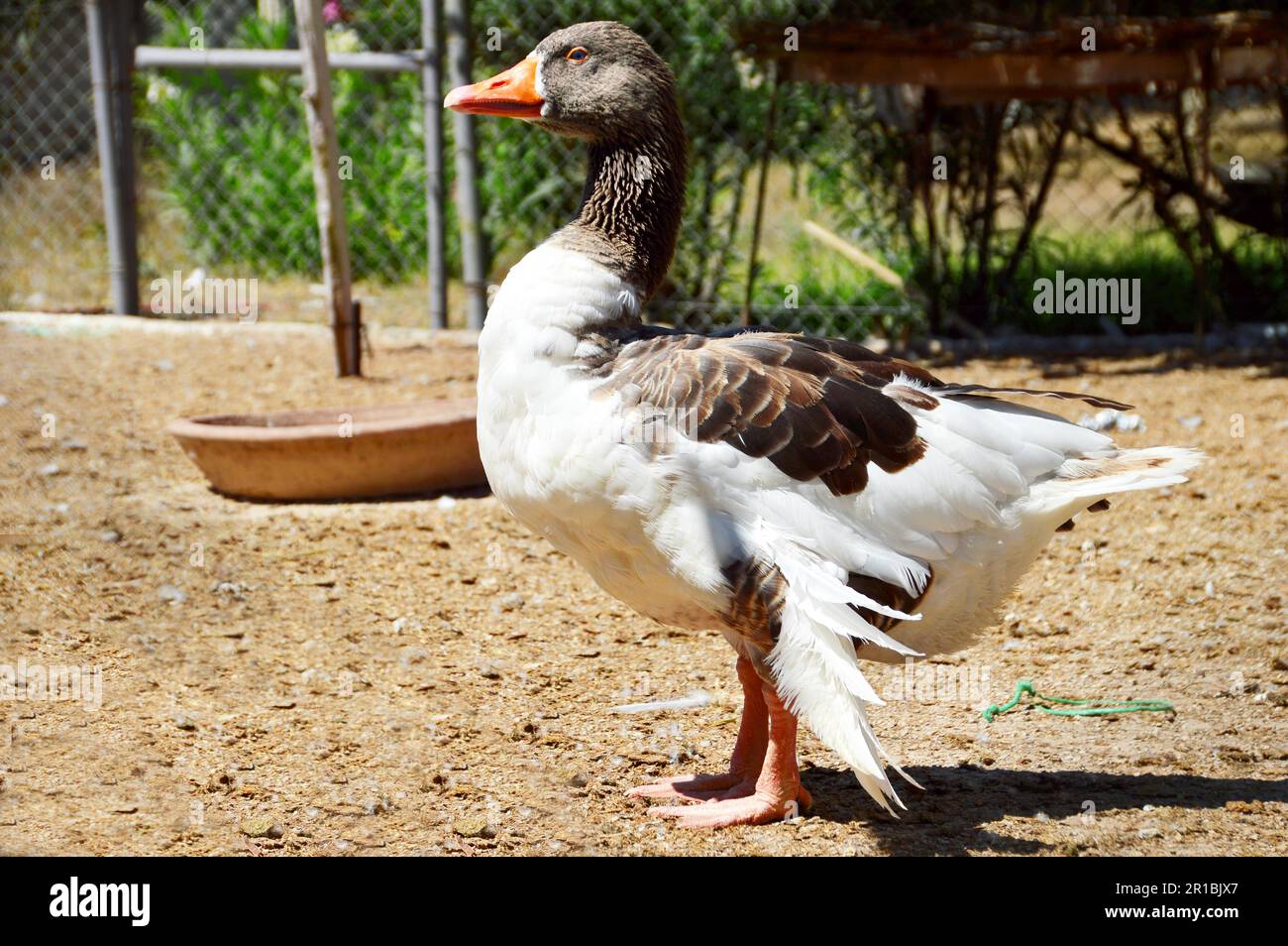 Duck on the farm Stock Photo - Alamy