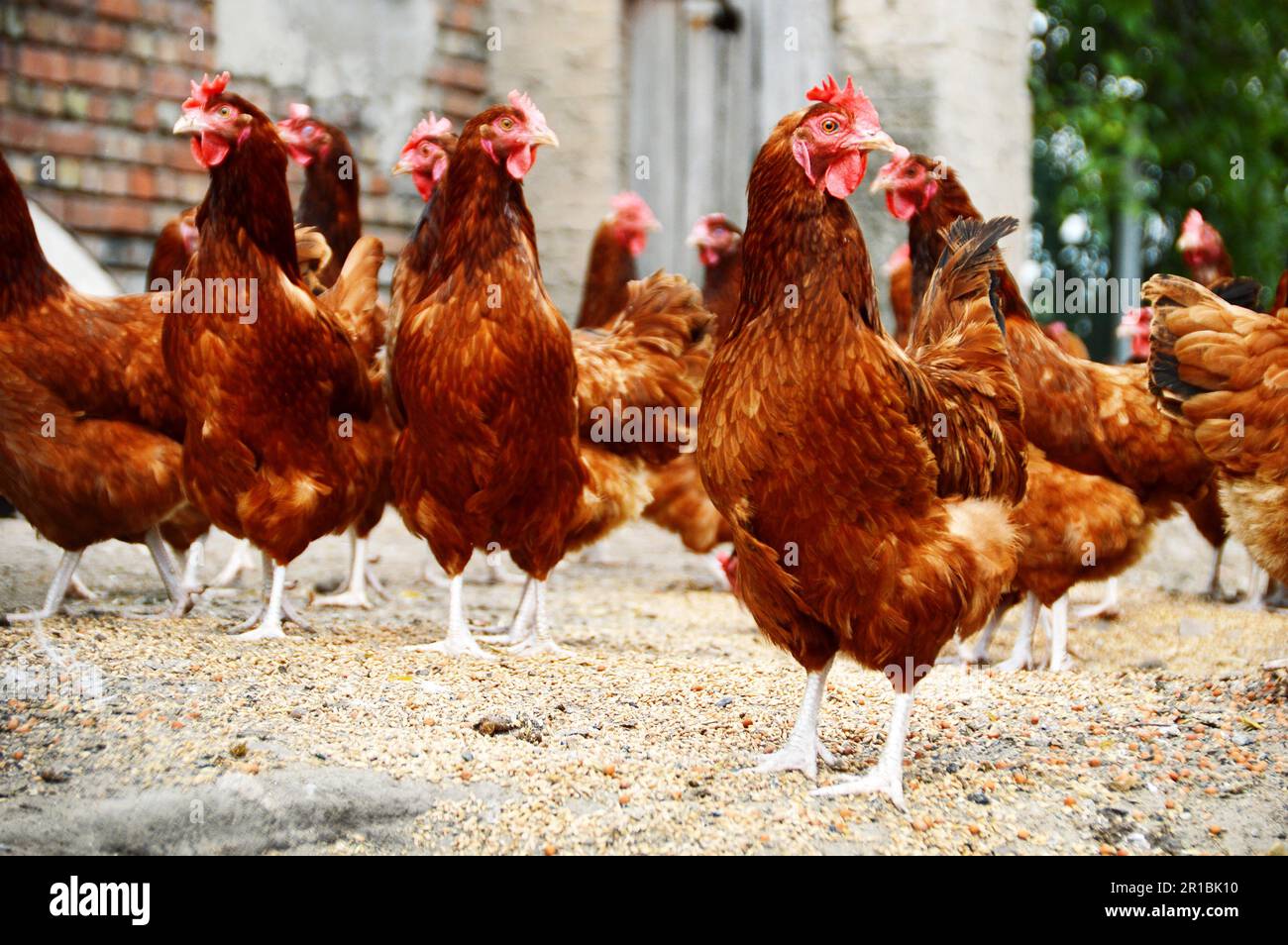 Chickens on traditional free range poultry farm Stock Photo - Alamy