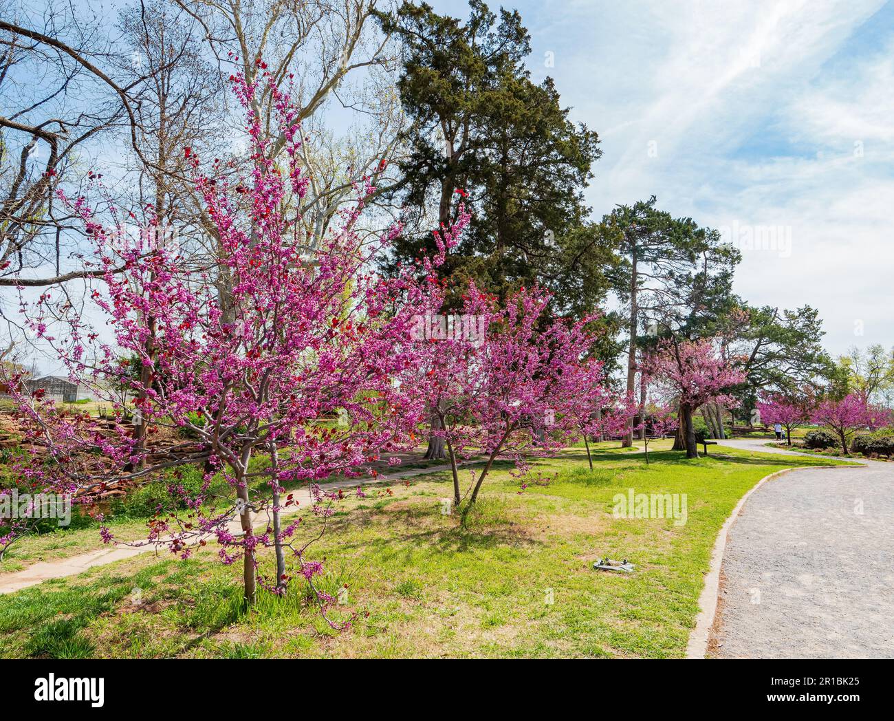 Eastern redbud blossom in the Will Rogers Gardens at Oklahoma Stock ...