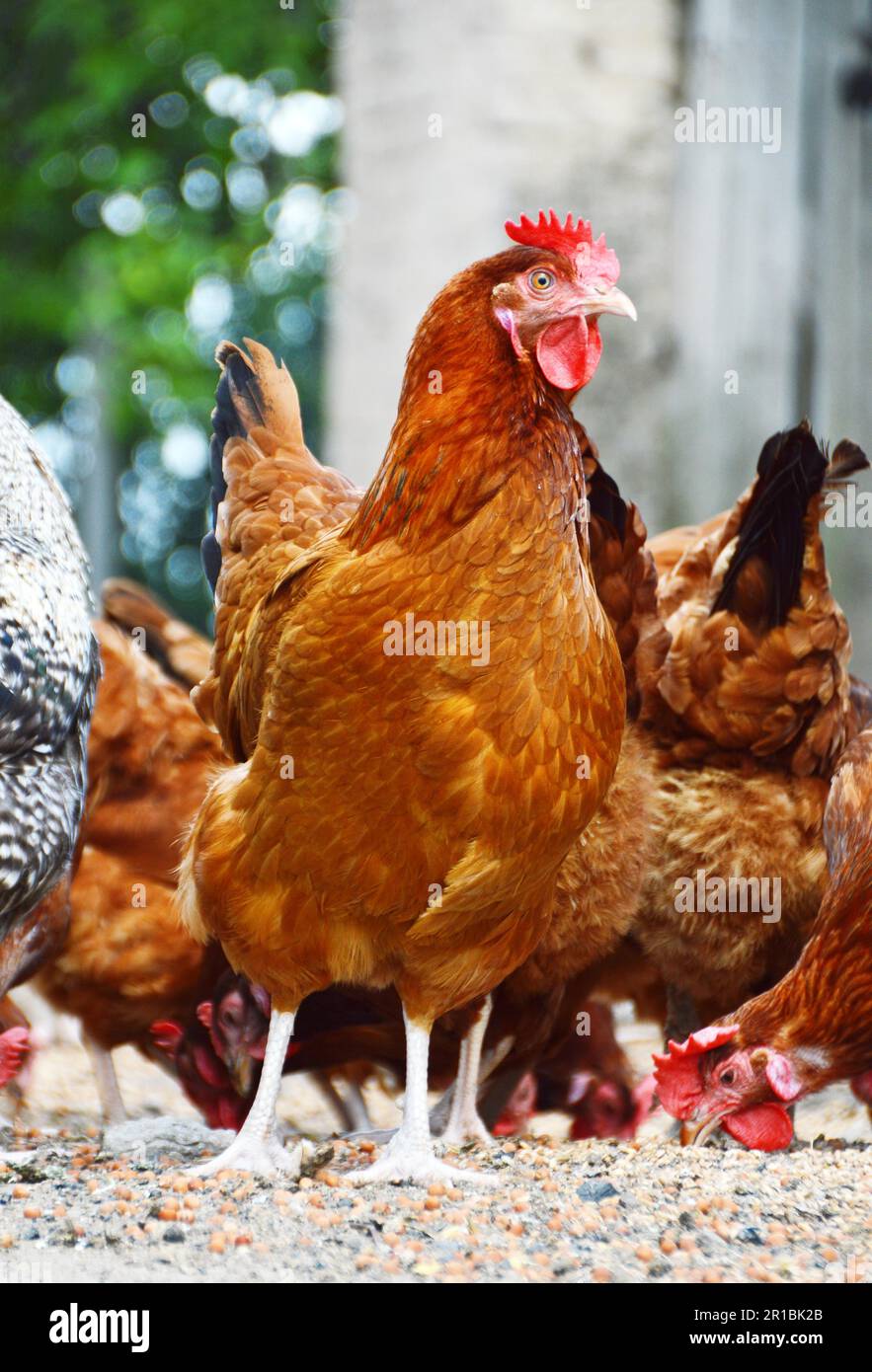 Chickens on traditional free range poultry farm Stock Photo - Alamy
