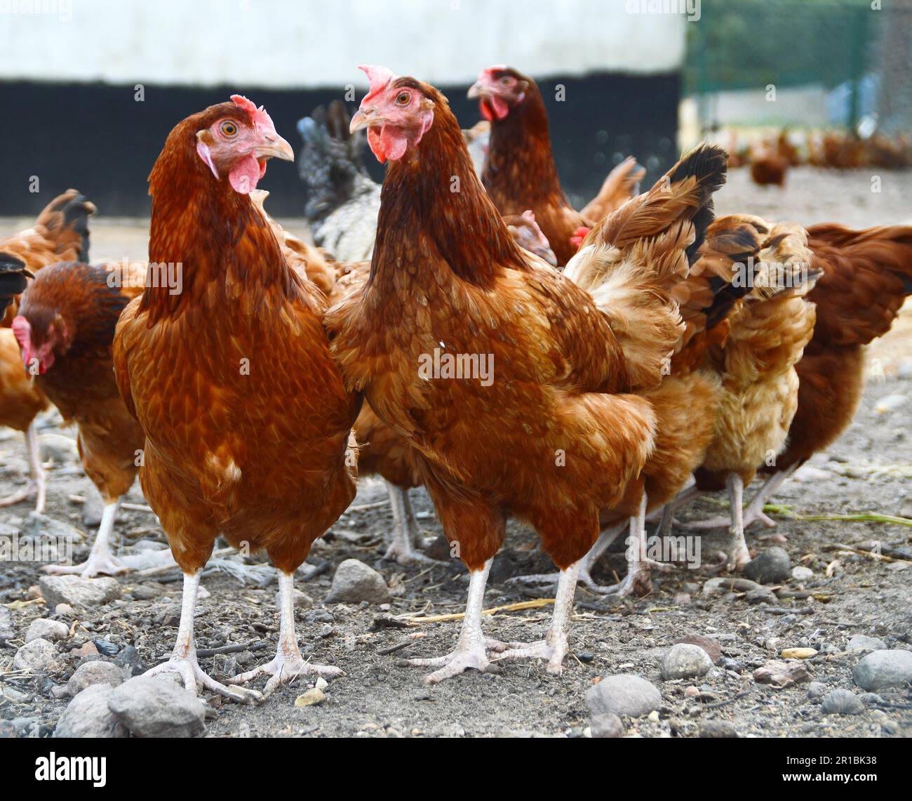 Chickens on traditional free range poultry farm Stock Photo - Alamy