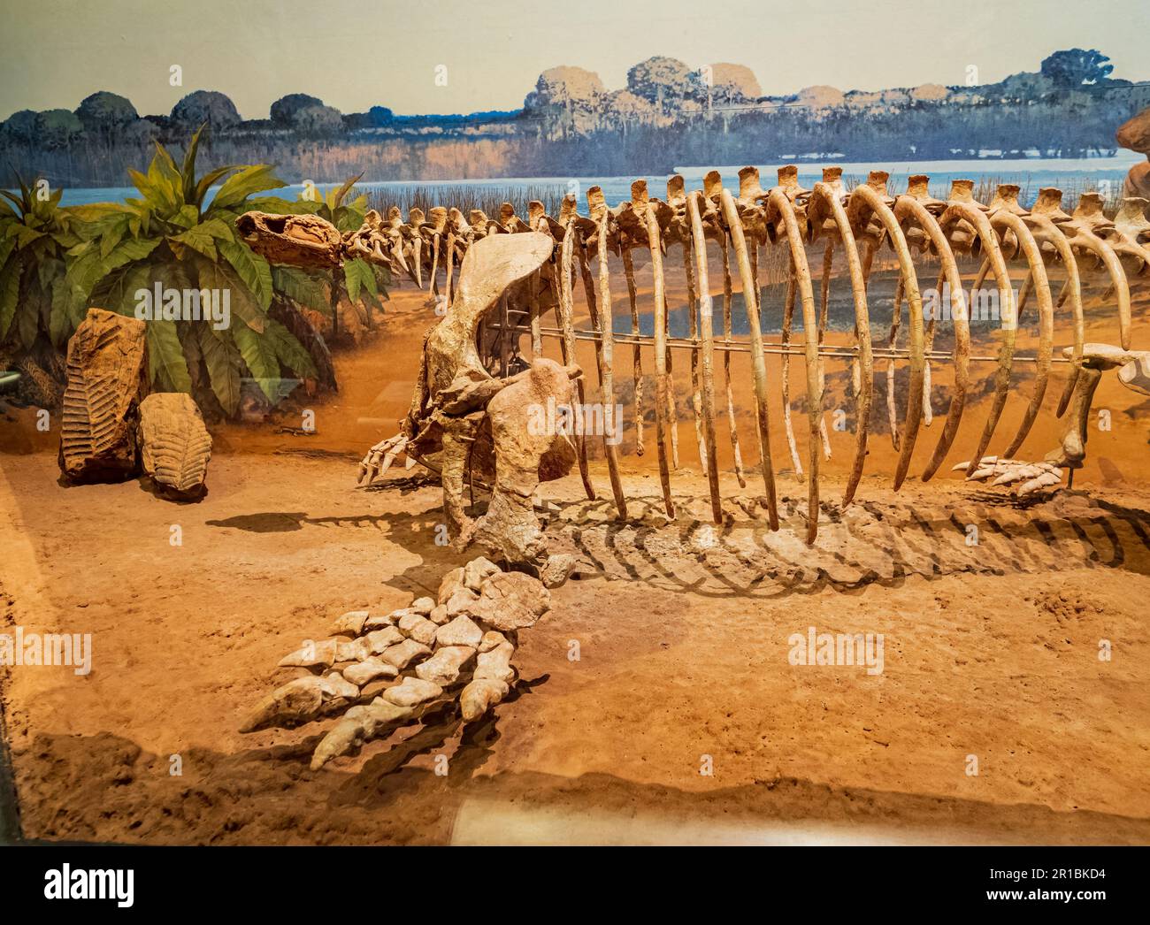 Oklahoma, APR 18 2023 - Interior view of the Cotylorhynchus Romeri ...