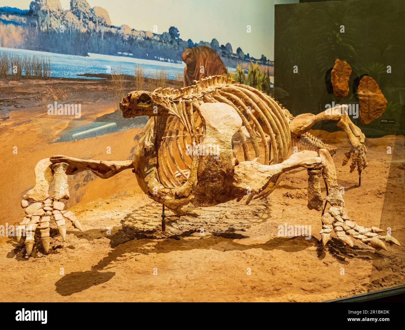 Cotylorhynchus romeri hi-res stock photography and images - Alamy