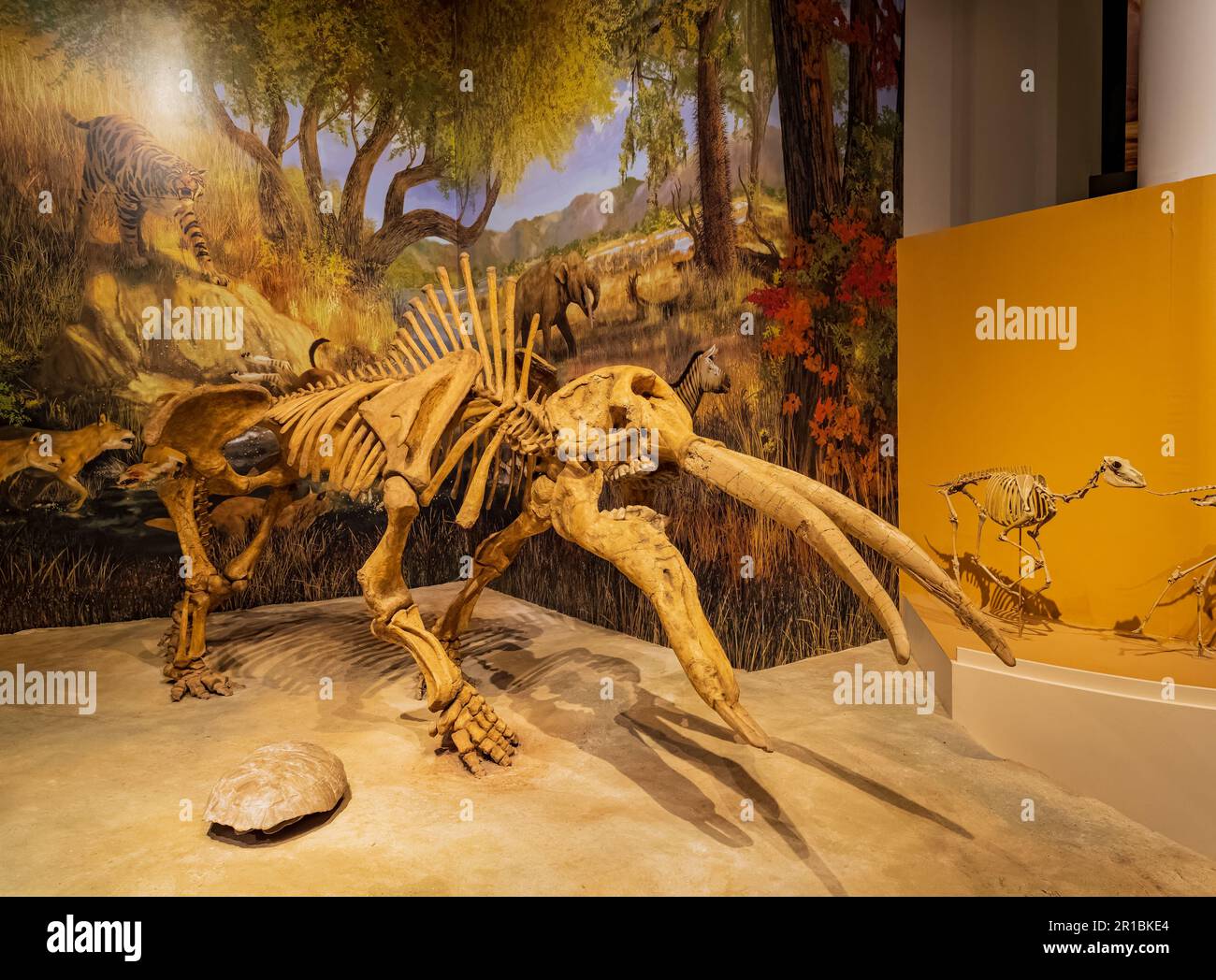 Oklahoma, APR 18 2023 - Interior view of the Sam Noble Oklahoma Museum ...