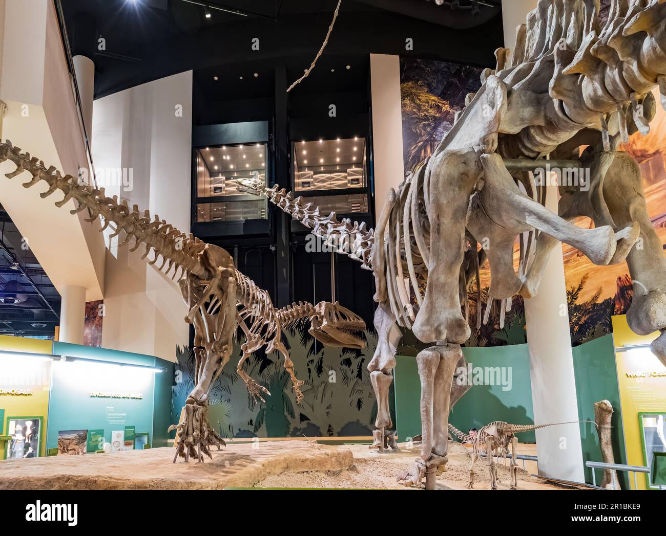 Oklahoma, APR 18 2023 - Interior view of the Sam Noble Oklahoma Museum ...