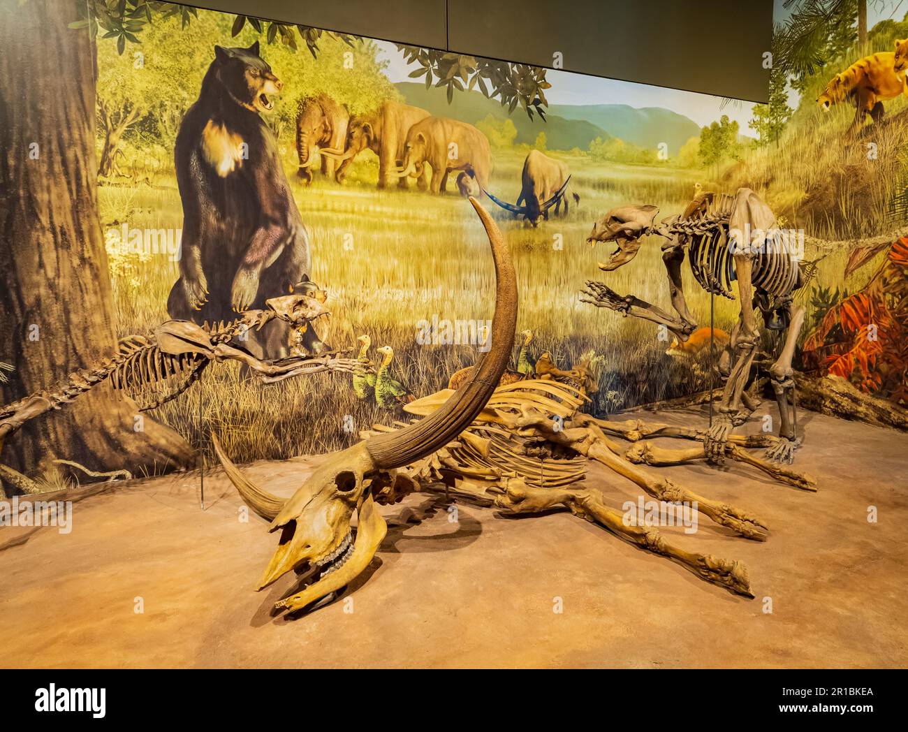Oklahoma, APR 18 2023 - Interior view of the Sam Noble Oklahoma Museum ...
