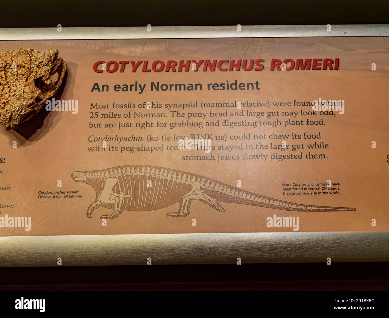 Cotylorhynchus romeri hi-res stock photography and images - Alamy