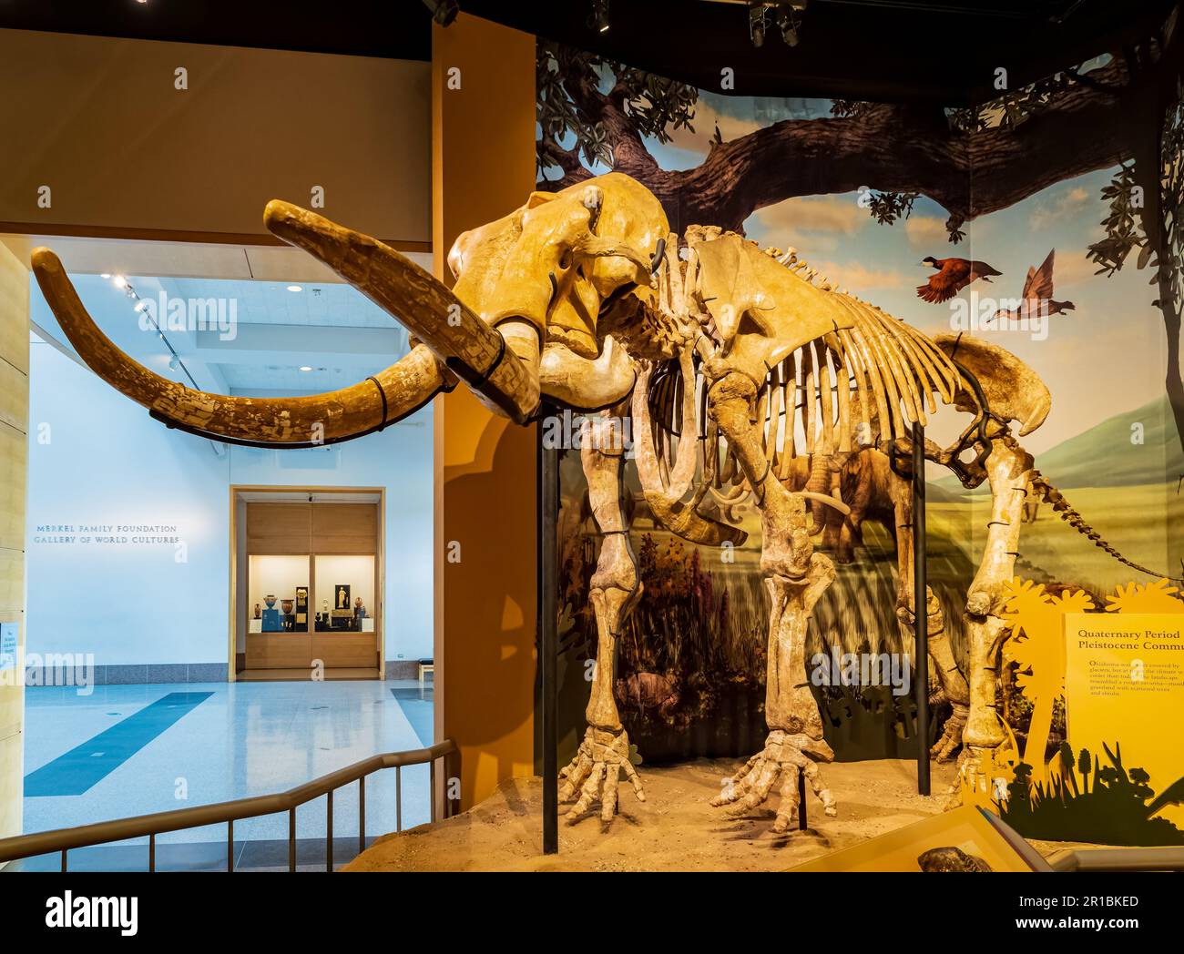 Oklahoma, APR 18 2023 - Interior view of the Sam Noble Oklahoma Museum ...