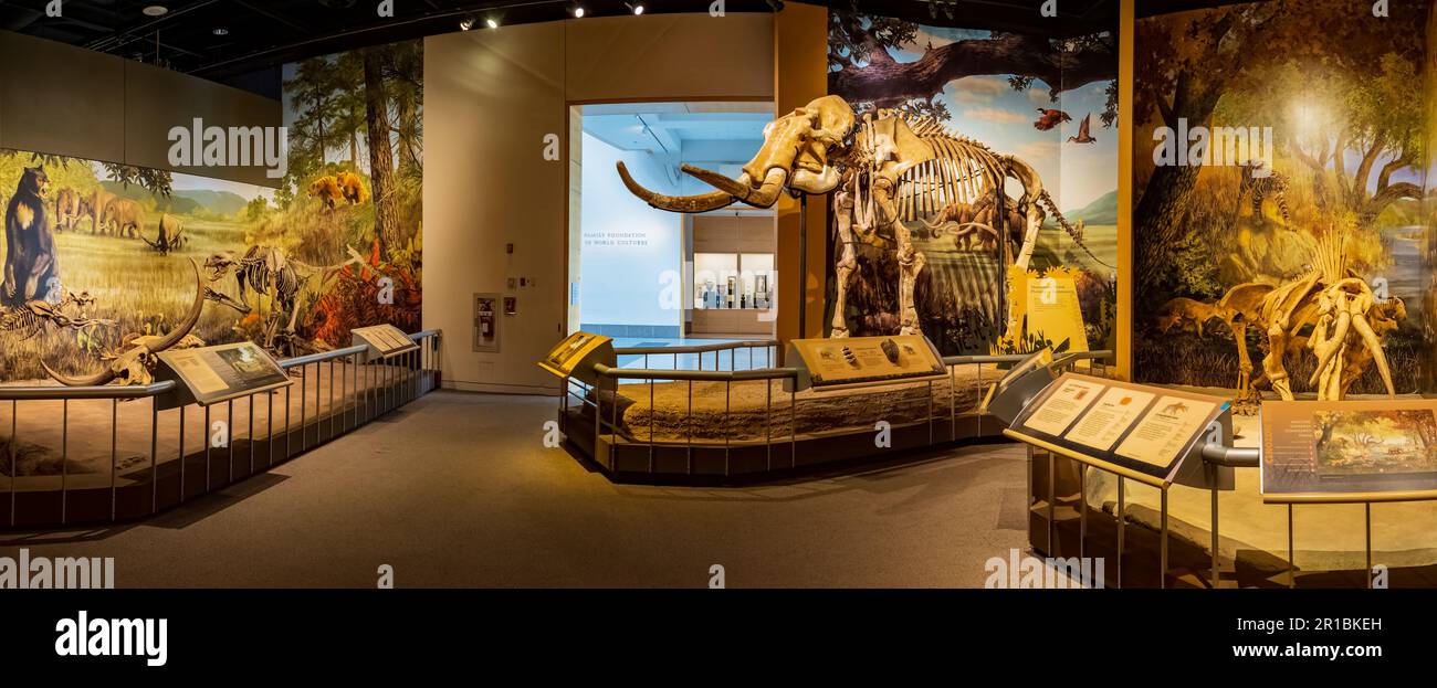 Oklahoma, APR 18 2023 - Interior view of the Sam Noble Oklahoma Museum ...