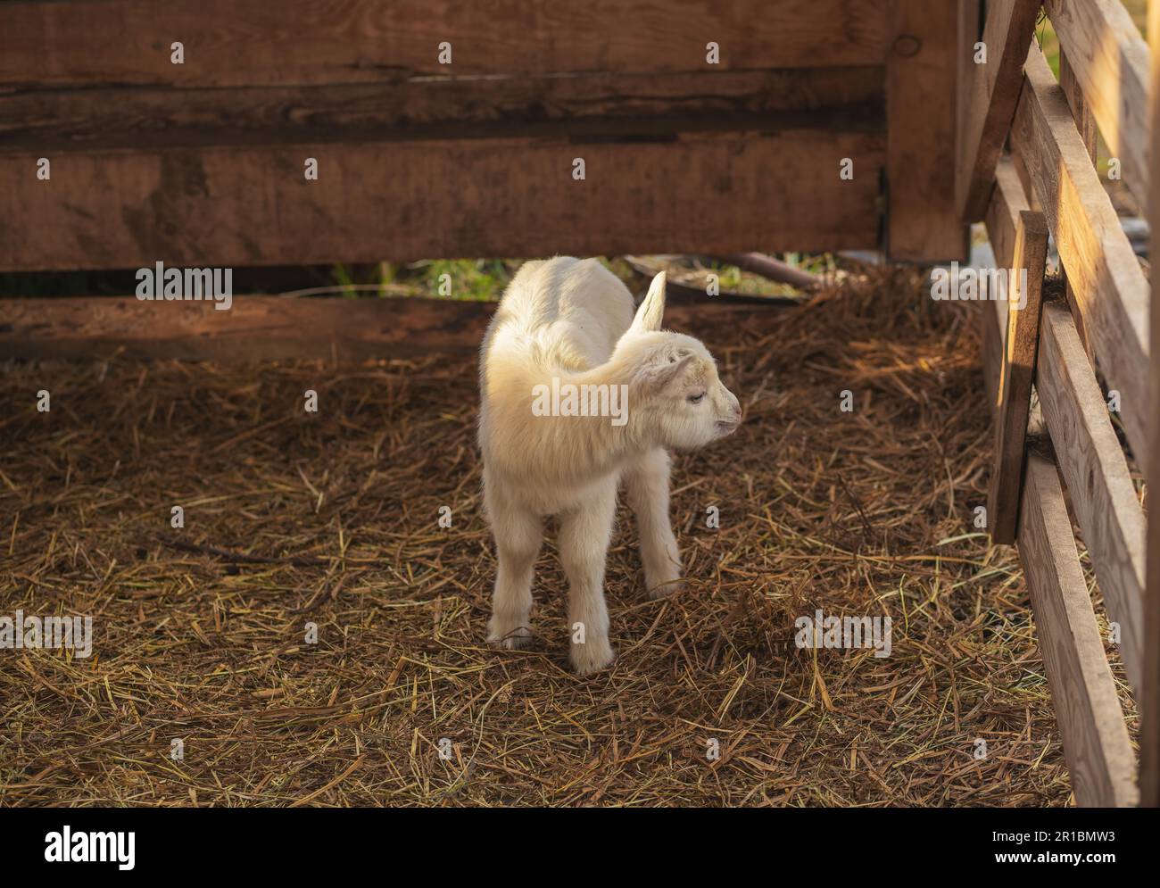 Baby goat on farm with small ears hi-res stock photography and images ...