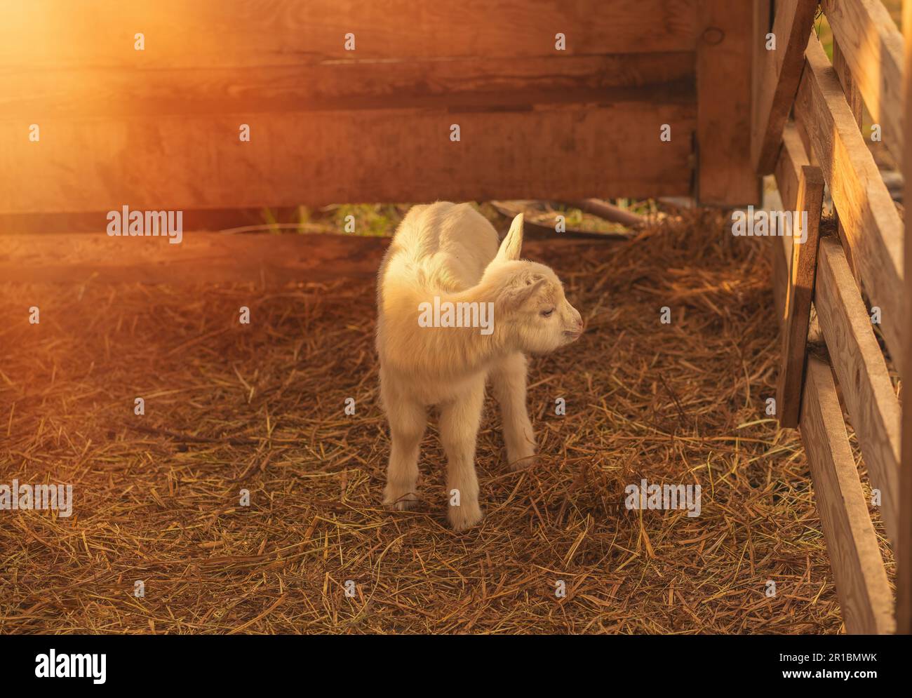 Baby goat on farm with small ears hi-res stock photography and images ...