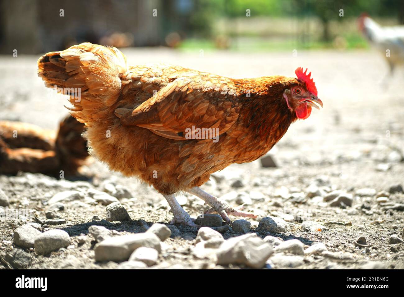 Chickens on traditional free range poultry farm Stock Photo - Alamy