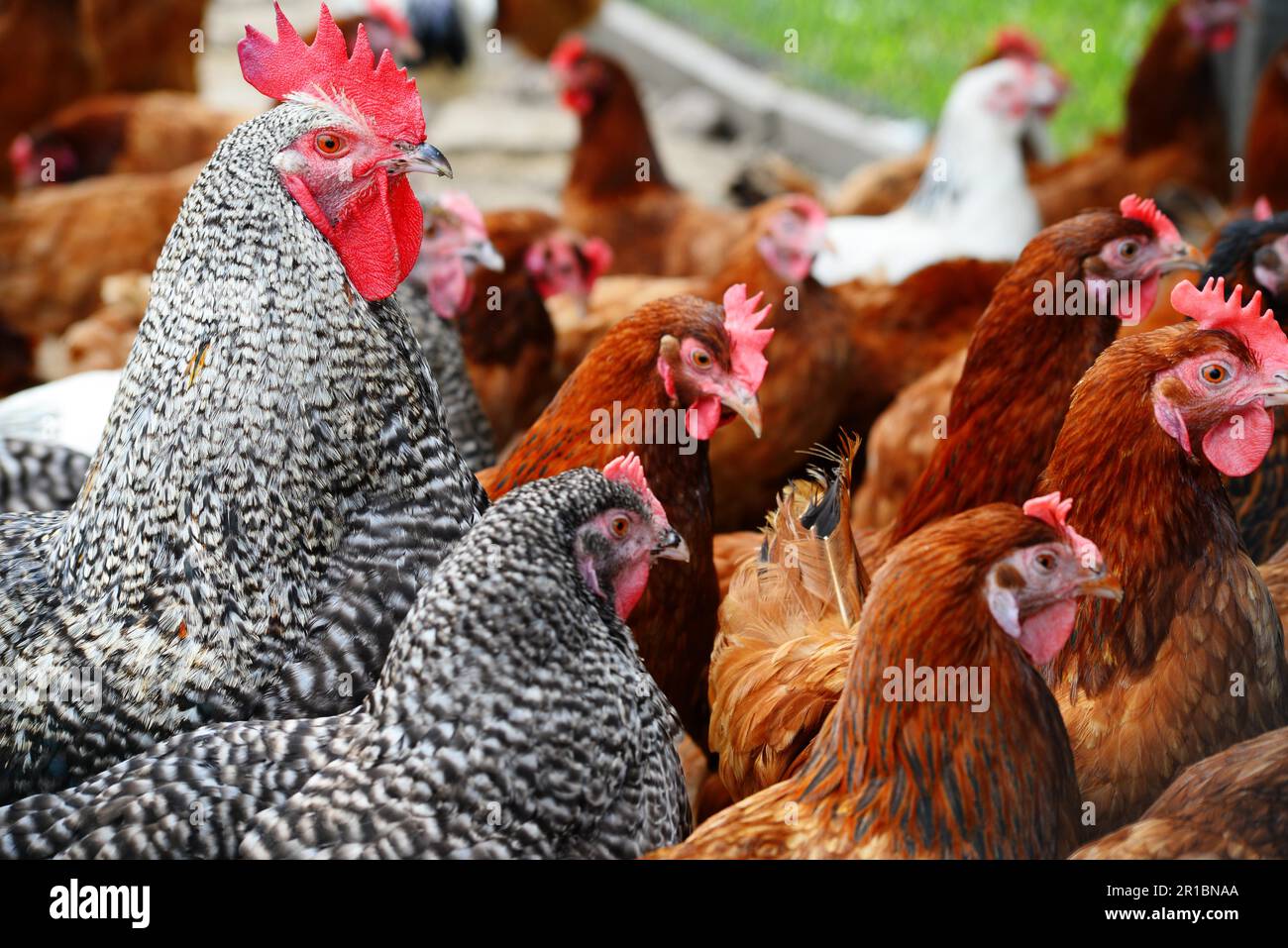 Chickens on traditional free range poultry farm Stock Photo - Alamy