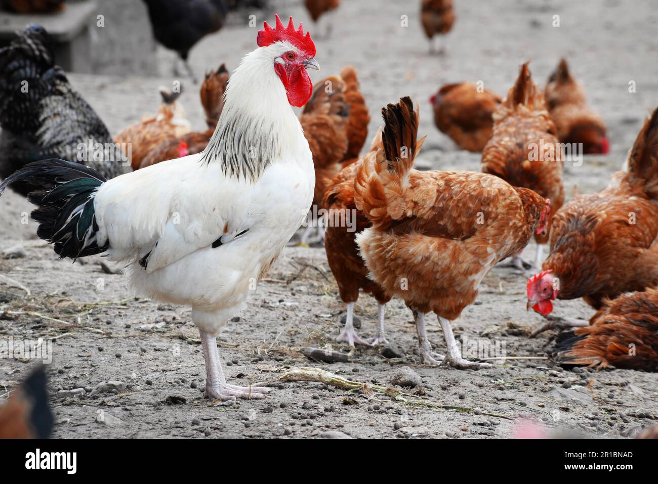 Chickens on traditional free range poultry farm Stock Photo - Alamy