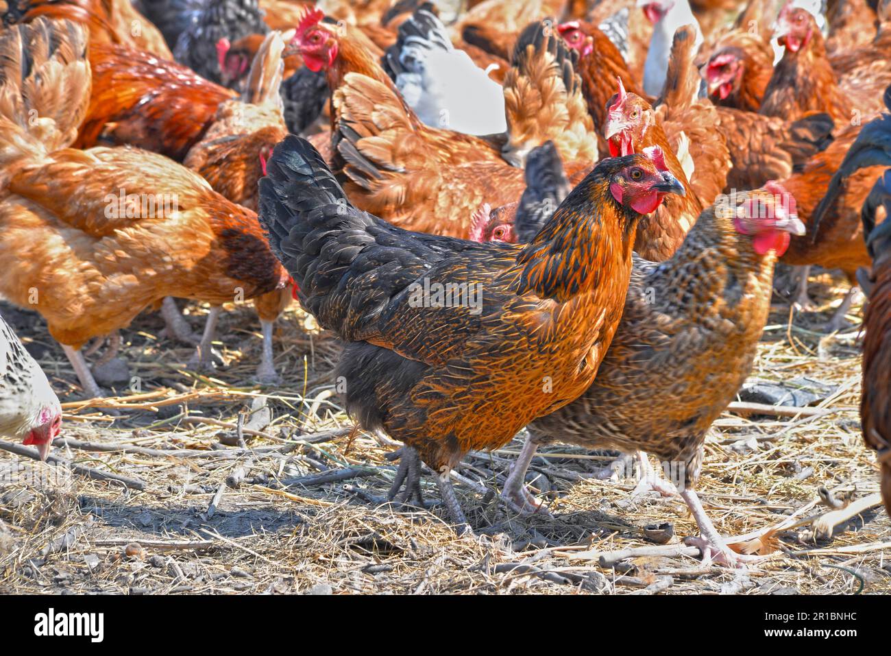 Chickens on traditional free range poultry farm Stock Photo - Alamy