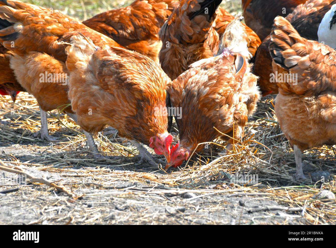 Chickens on traditional free range poultry farm Stock Photo - Alamy