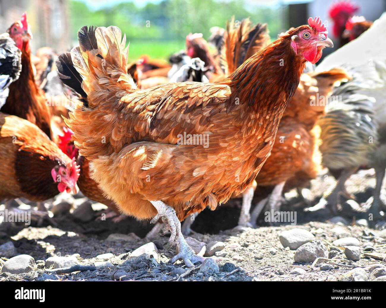 Chickens on traditional free range poultry farm Stock Photo - Alamy