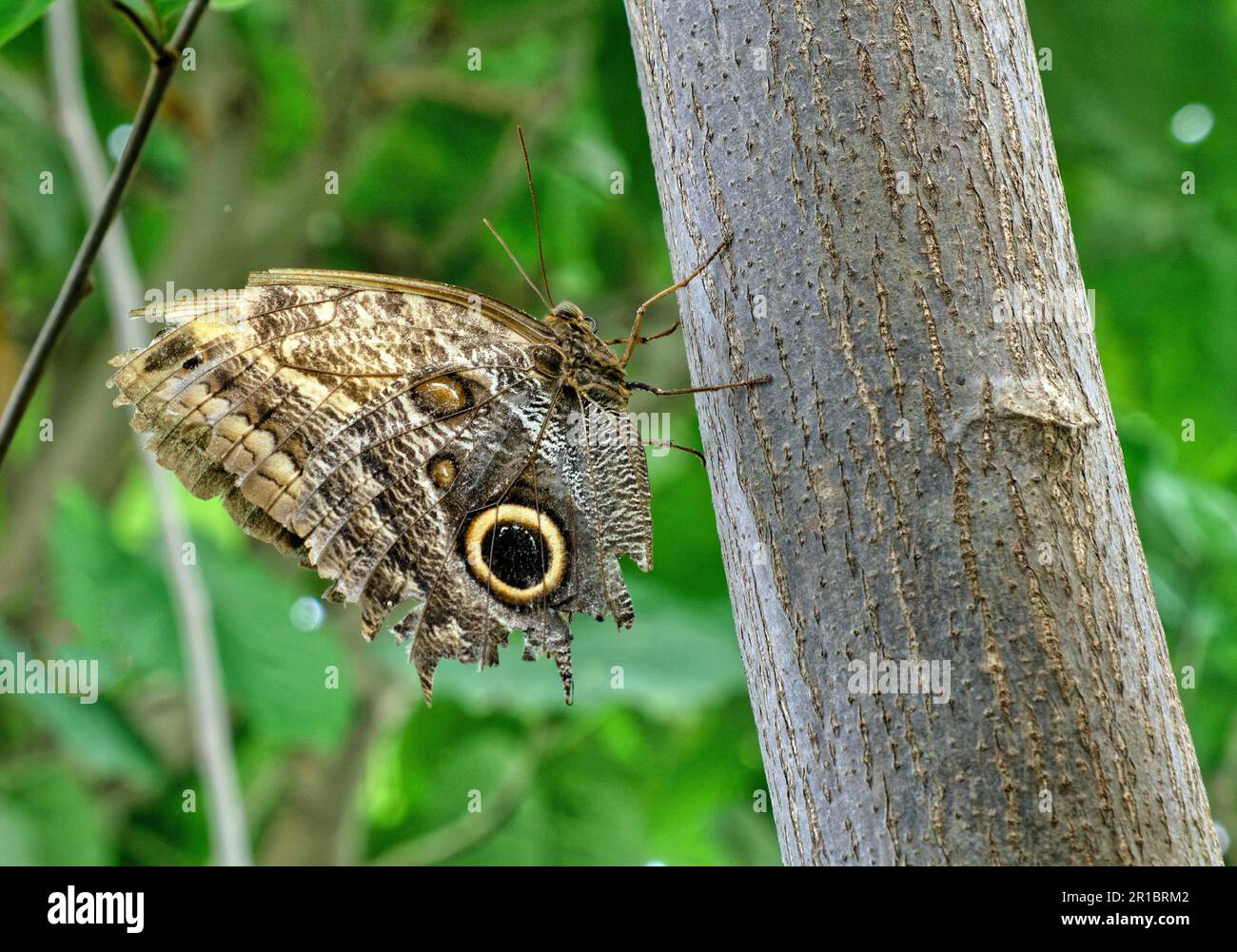 Banana butterfly (Nymphalidae), butterfly, captive, occurrence South ...