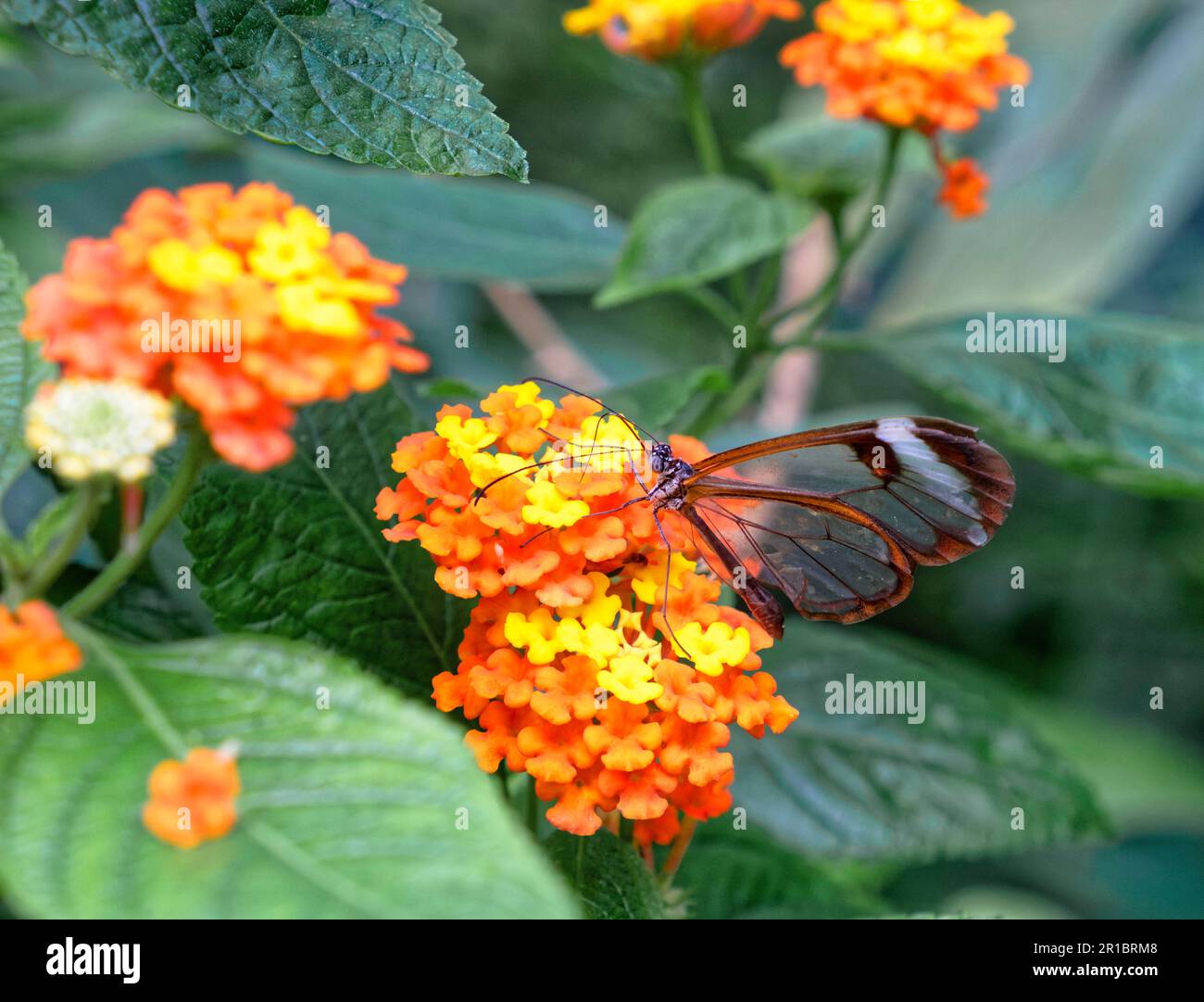 Glass-winged butterfly (Greta oto), butterfly, captive, occurs in the ...