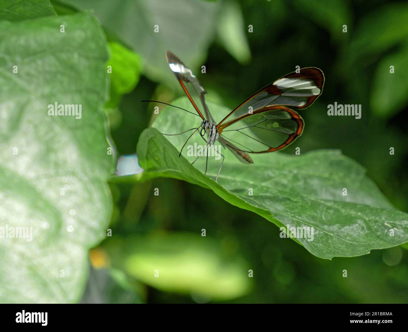 Glass-winged butterfly (Greta oto), butterfly, captive, occurs in the ...