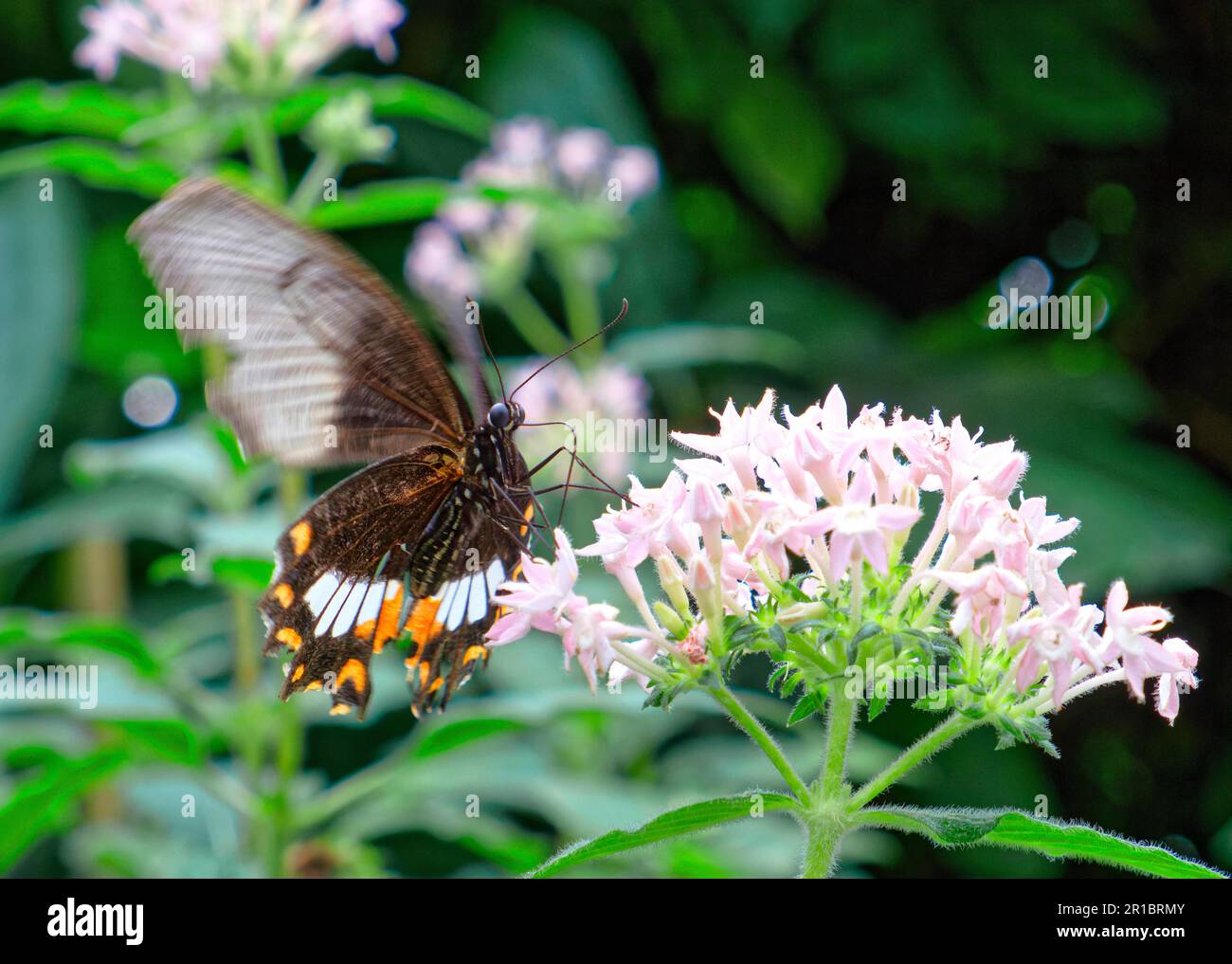 Common mormon (Papilio polytes), captive, Occurrence Asia Stock Photo ...