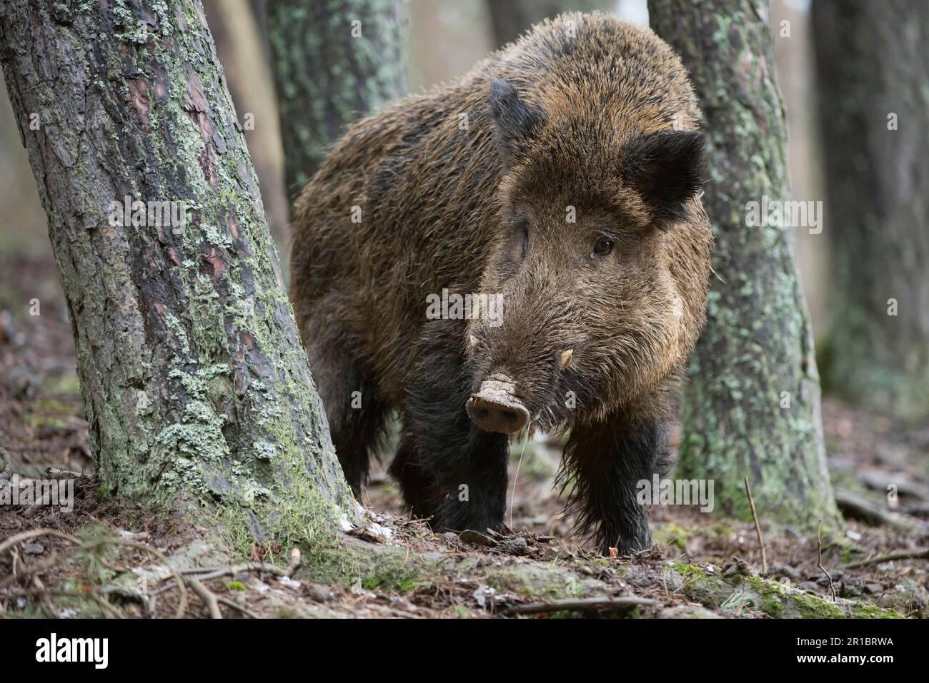 Wild Boar (Sus scrofa Stock Photo - Alamy