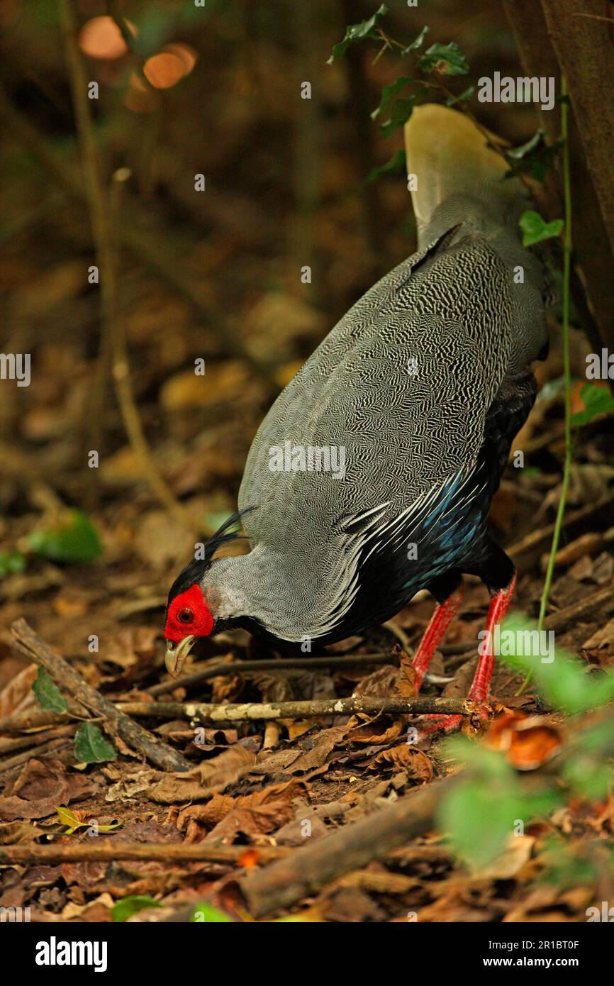 Kalij pheasant hi-res stock photography and images - Alamy